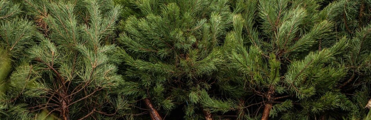 У Дніпрі стартували перевірки ялинкових базарів: що потрібно знати покупцям і продавцям. Читайте ...